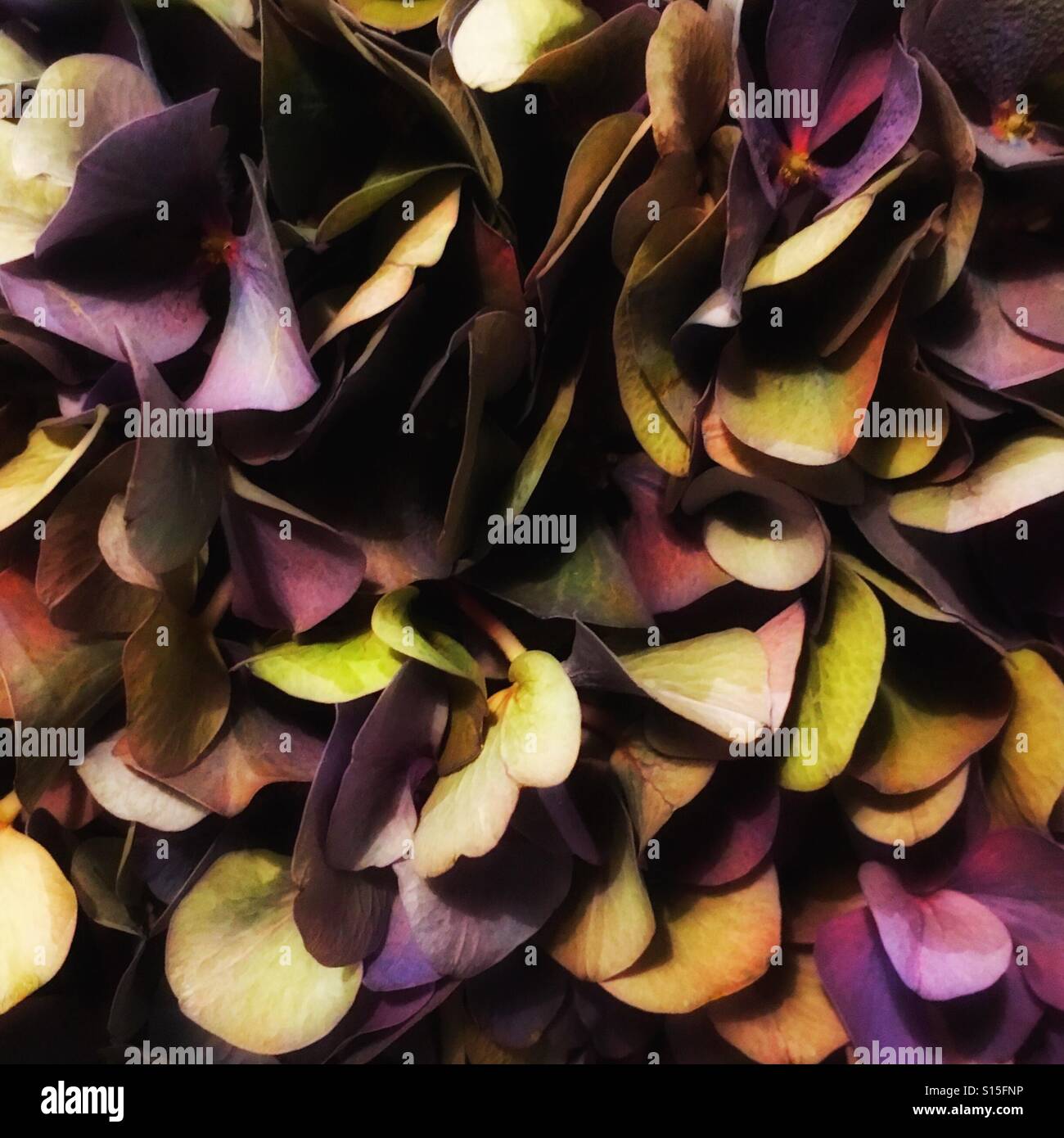 Overlapping petals hi-res stock photography and images - Alamy