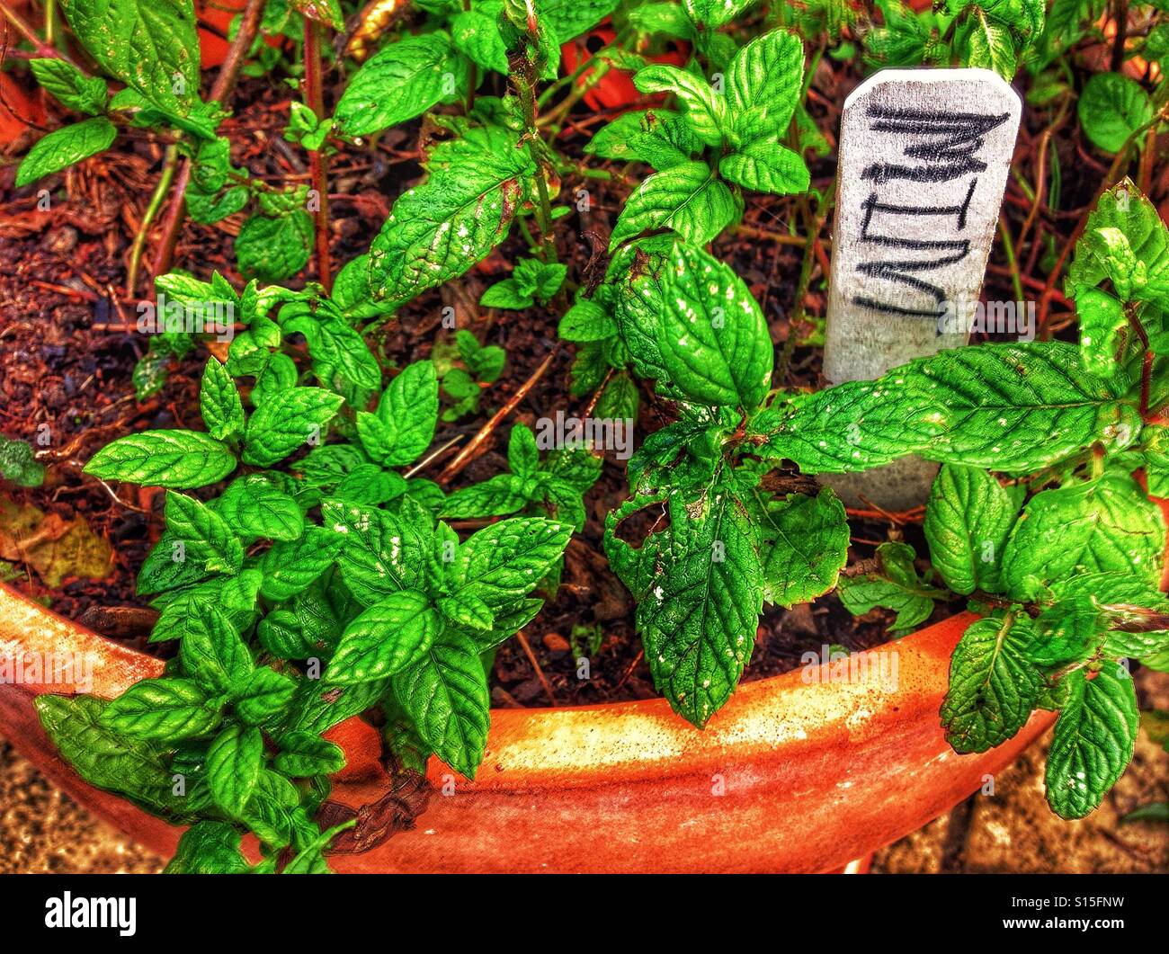 Mint pot gardening hi-res stock photography and images - Alamy