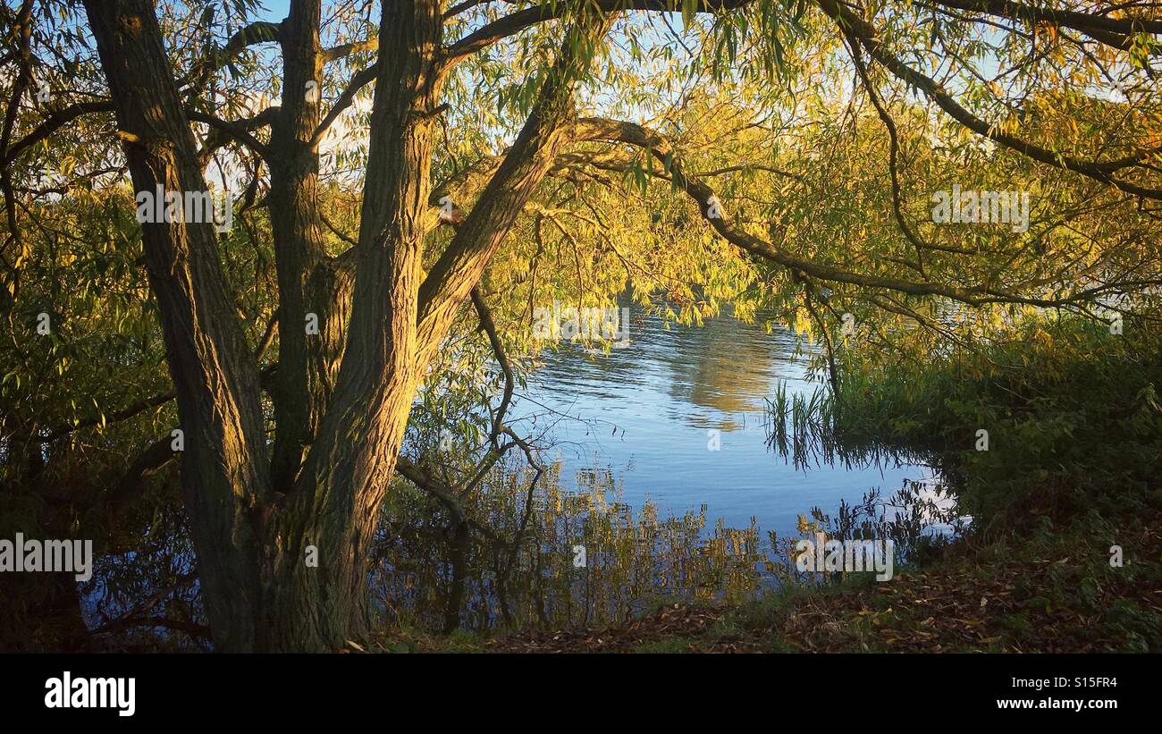 Tree by river Thames Stock Photo - Alamy