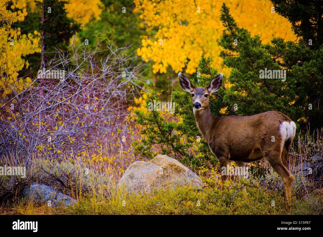 Fall hunting hi-res stock photography and images - Alamy