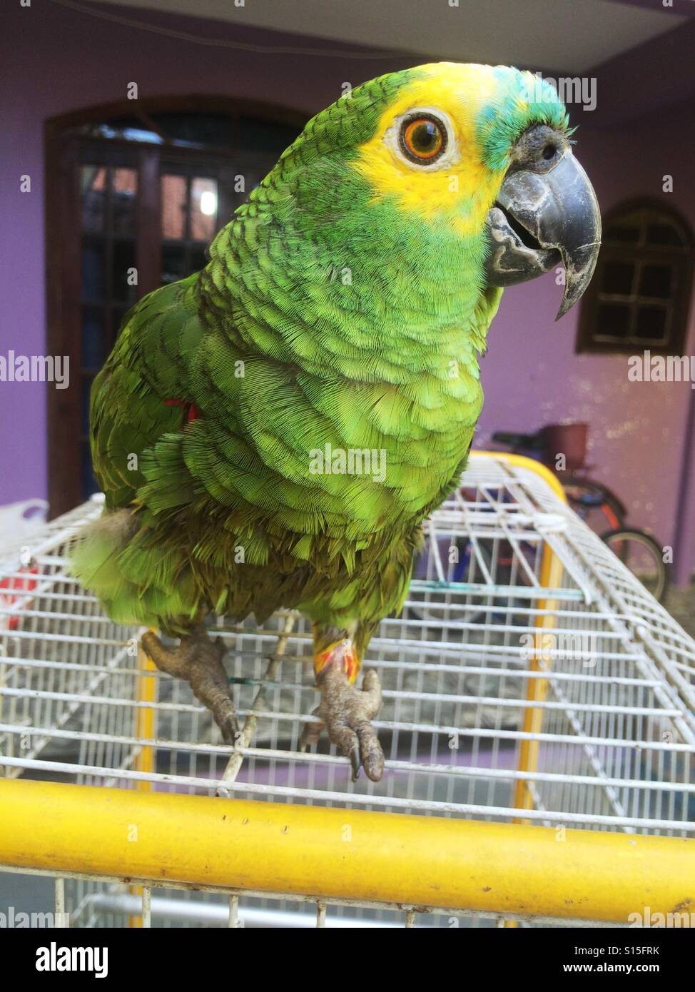 Cute parrot hi-res stock photography and images - Alamy