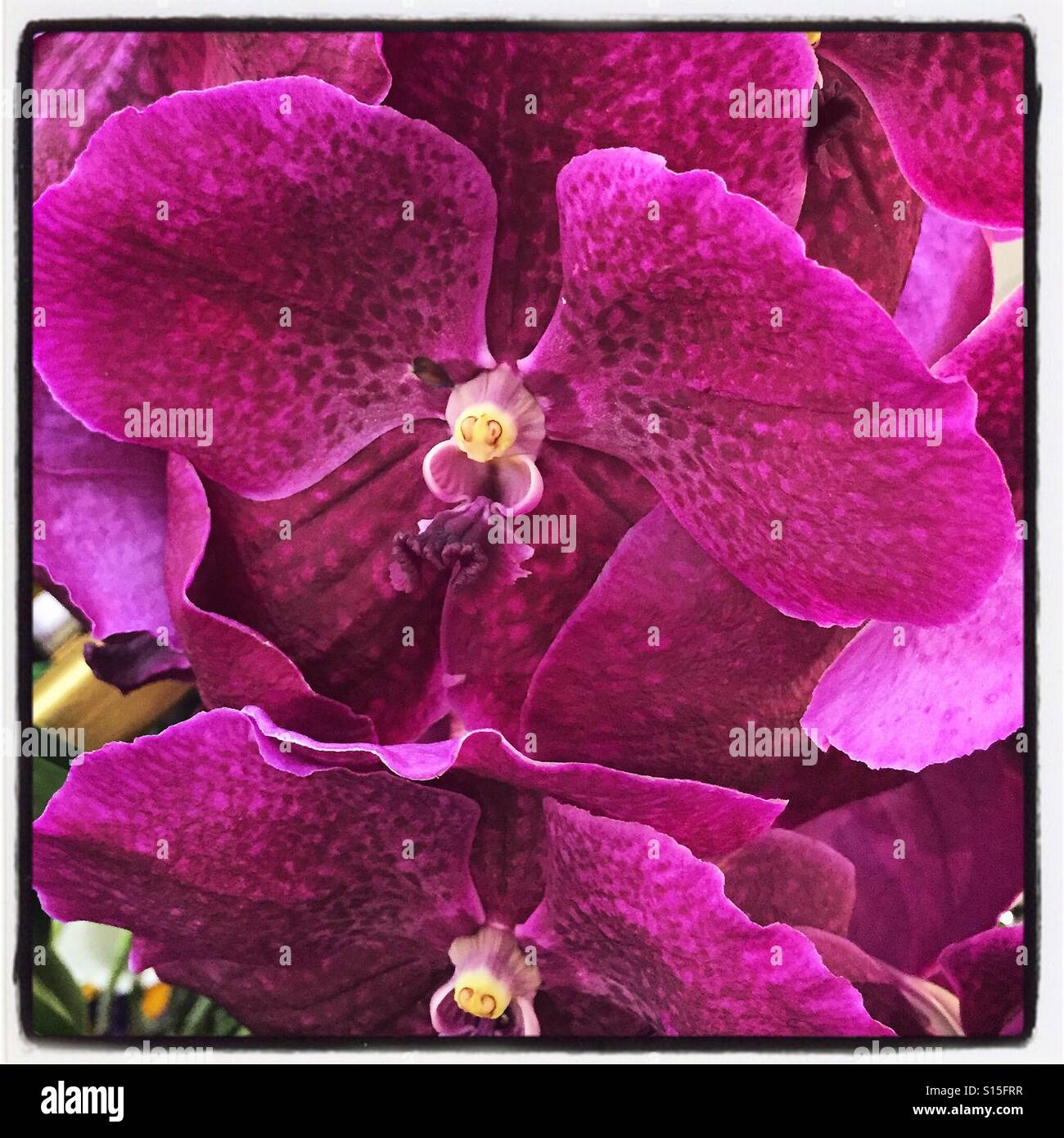 Orchids on show in Bangkok Siam Paragon Stock Photo - Alamy