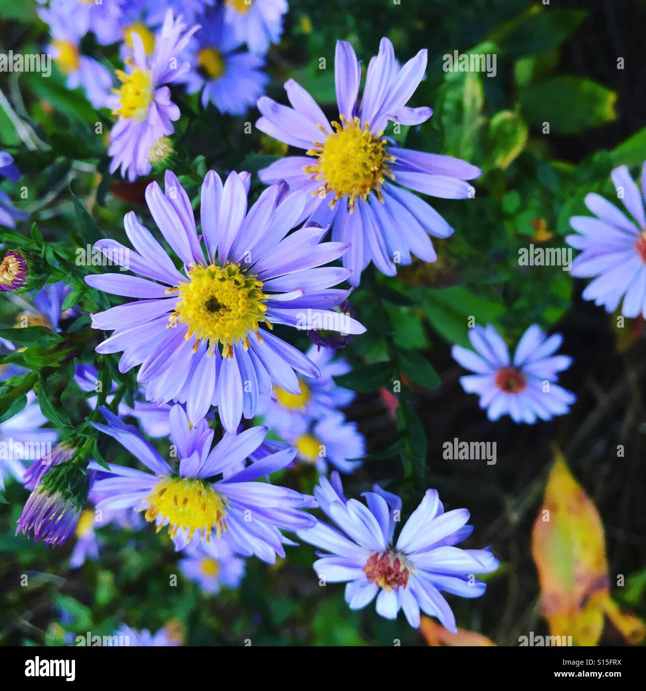 Michaelmas daisies hi-res stock photography and images - Alamy