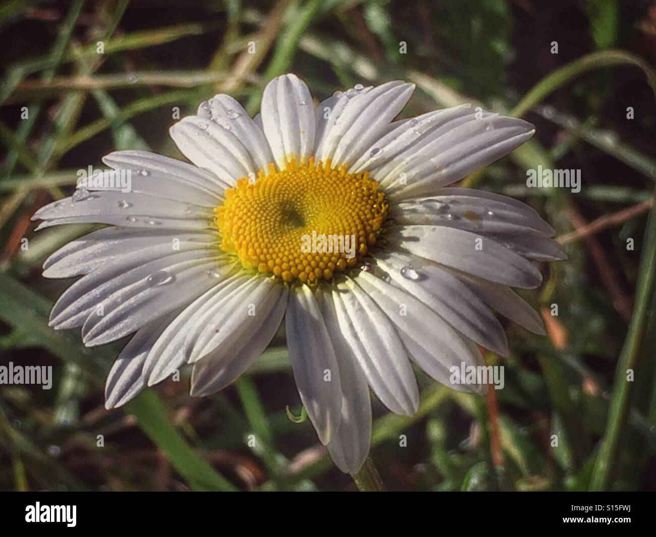 Fibonacci sequence in nature hi-res stock photography and images - Alamy