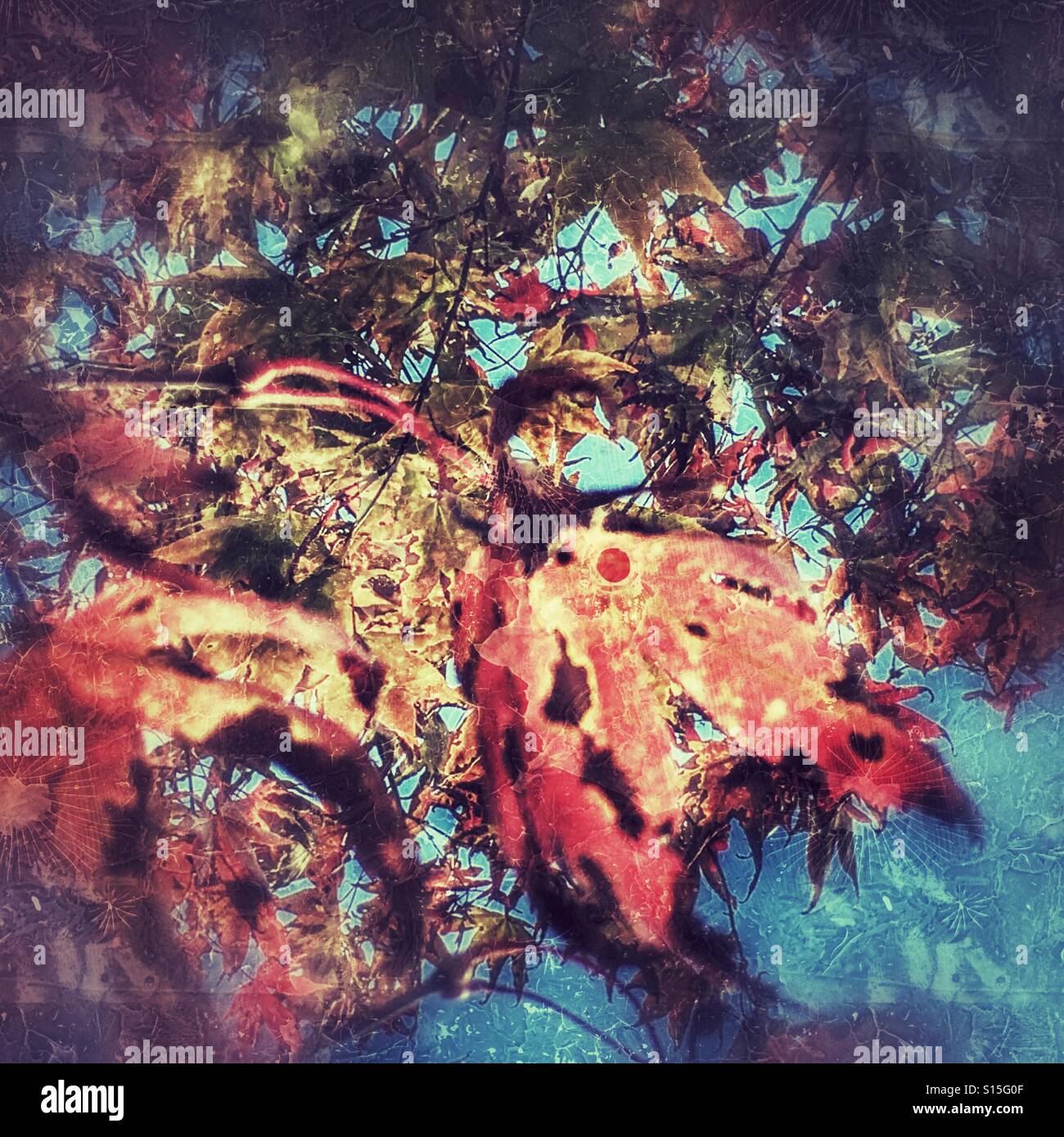 Abstract autumn leaves, blowing about on a windy day Stock Photo - Alamy