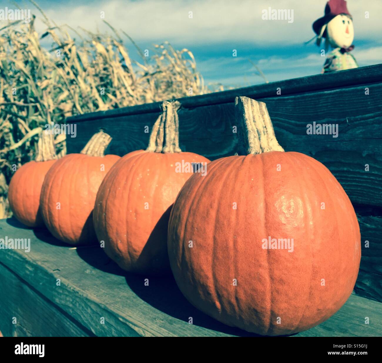 Hayride Pumpkins High Resolution Stock Photography and Images - Alamy
