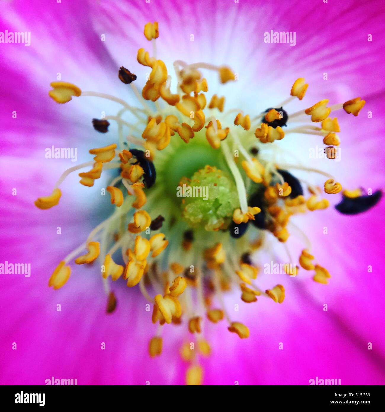 Bursting with pollen hi-res stock photography and images - Alamy