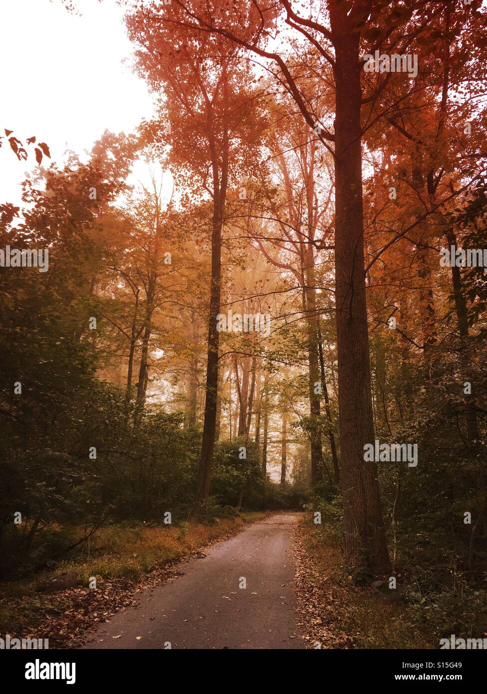 The road less traveled hi-res stock photography and images - Alamy