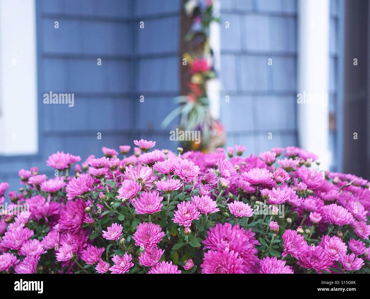 Step flowers hi-res stock photography and images - Alamy