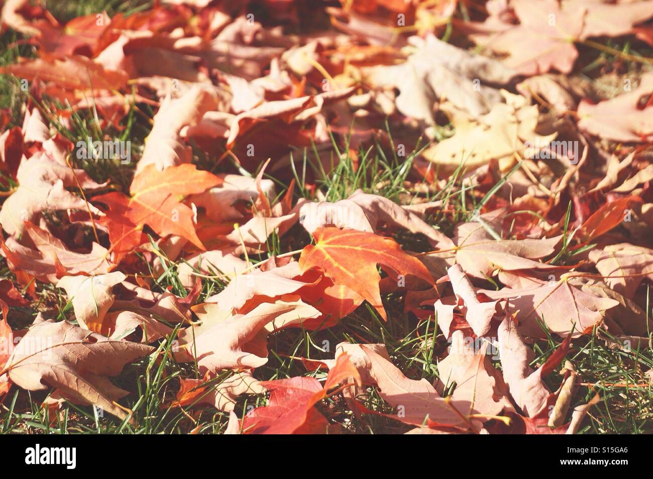 Autumn leaves in color Stock Photo - Alamy