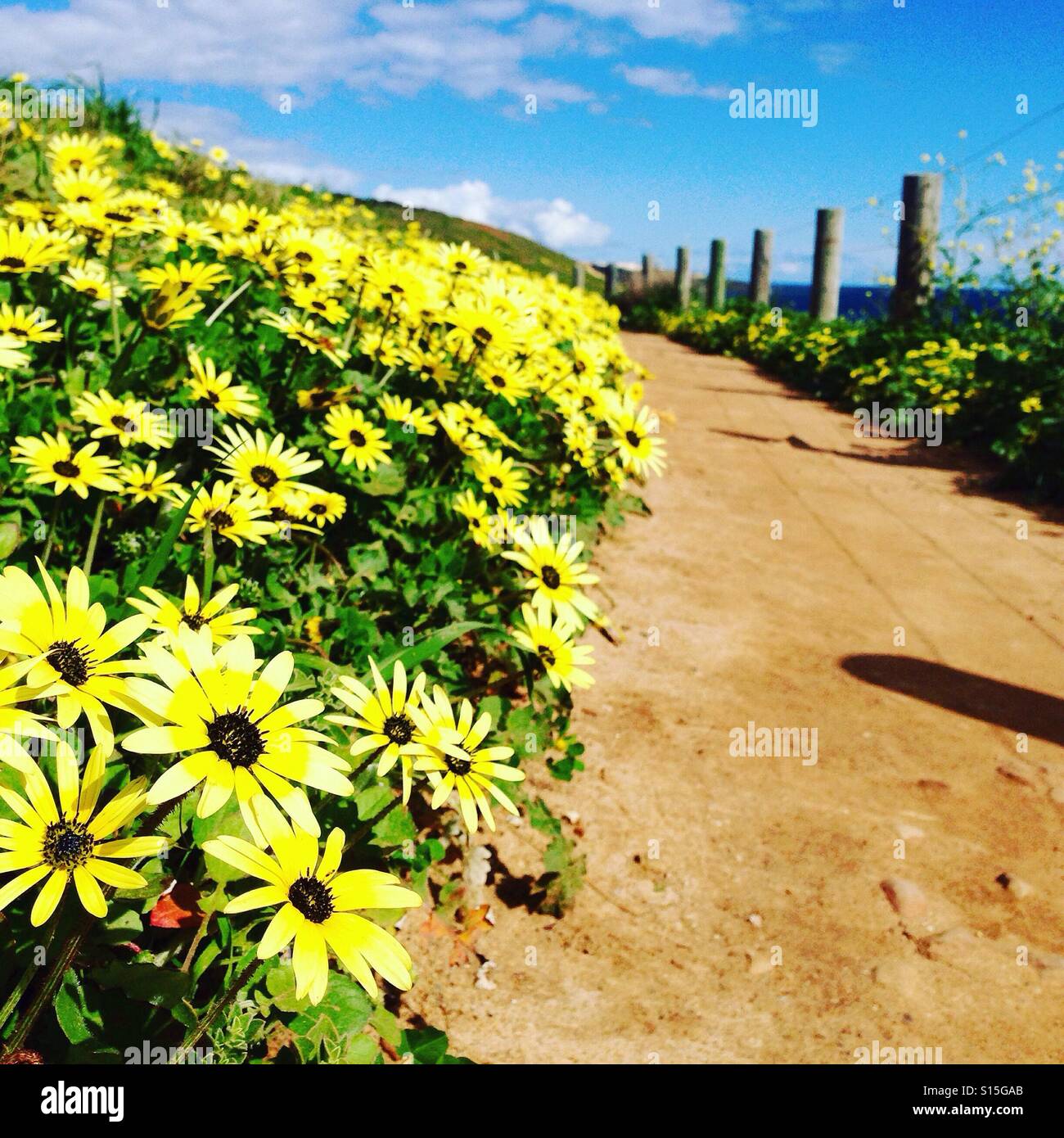 Garden path flowers australia hi-res stock photography and images - Alamy
