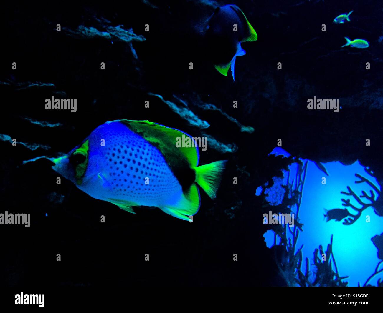 Fishes and shadows hi-res stock photography and images - Alamy