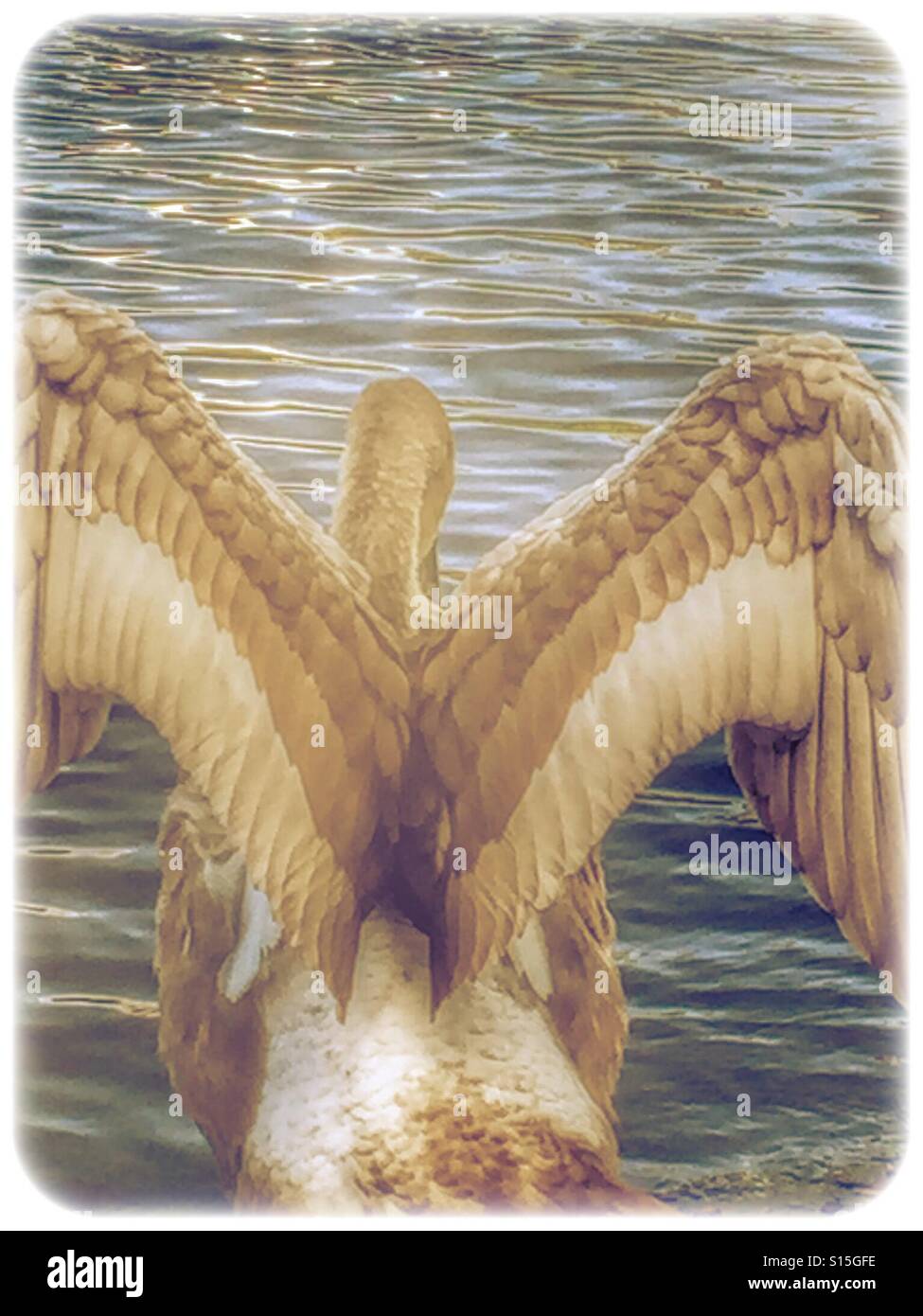 Back view of angel wings hi-res stock photography and images - Alamy