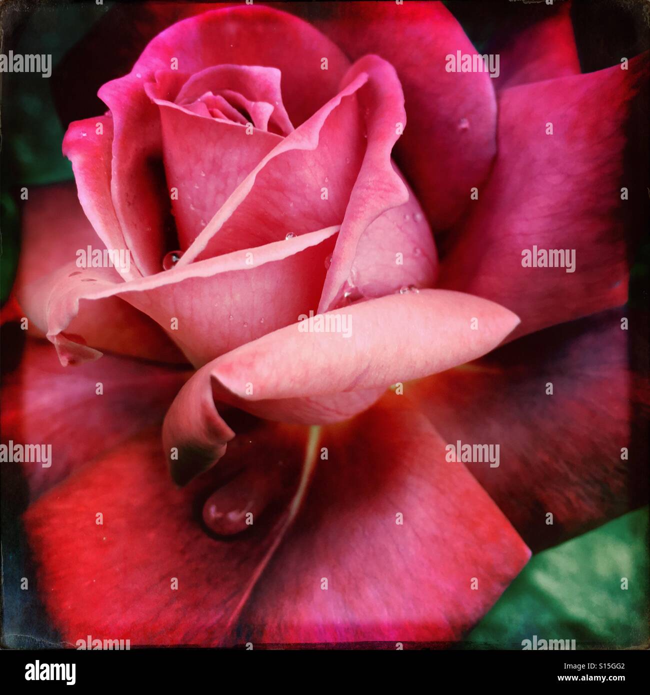 Rose bloom hi-res stock photography and images - Alamy