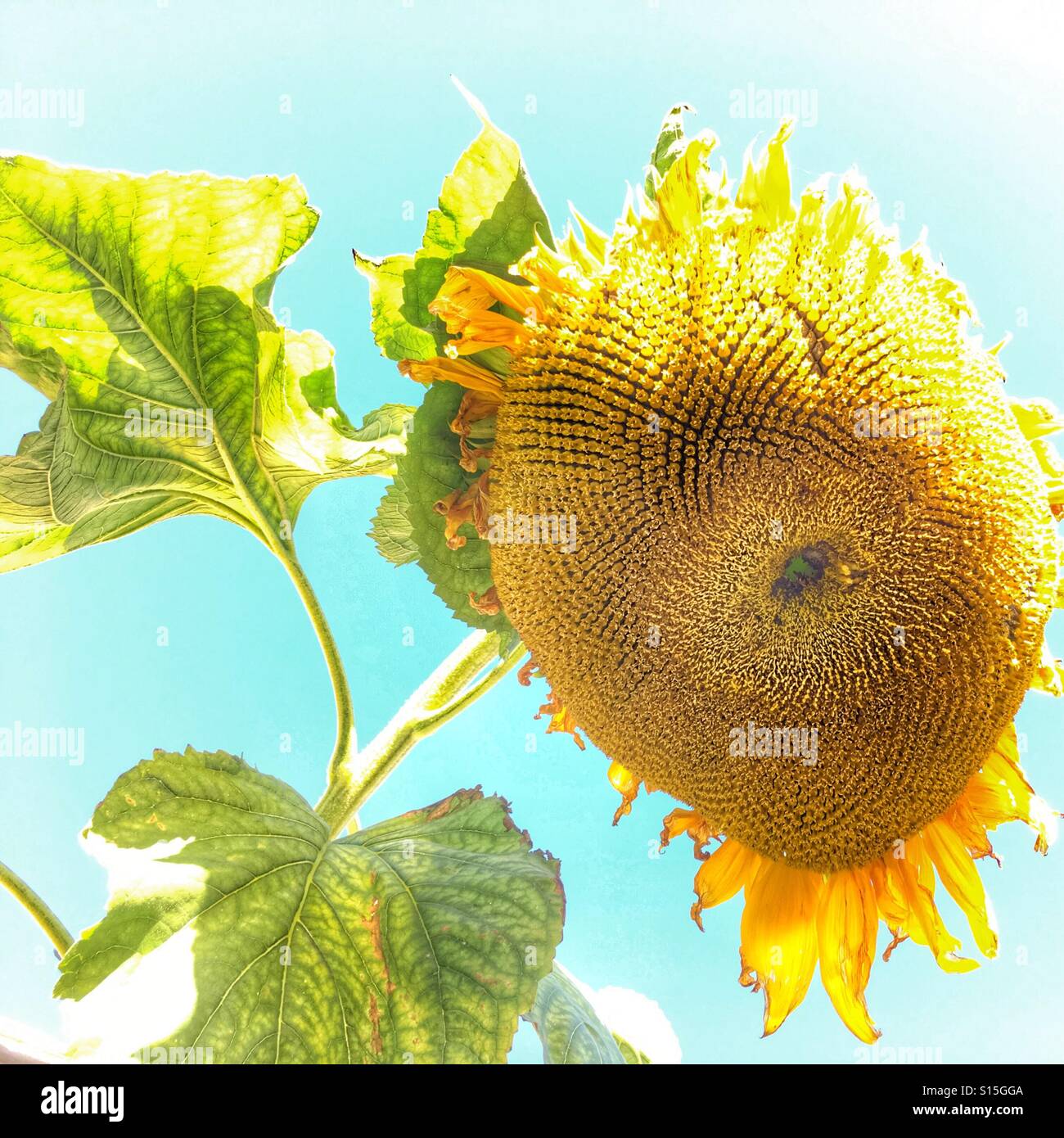 Helianthus. Looking up at a drooping sunflower at the end of summer ...