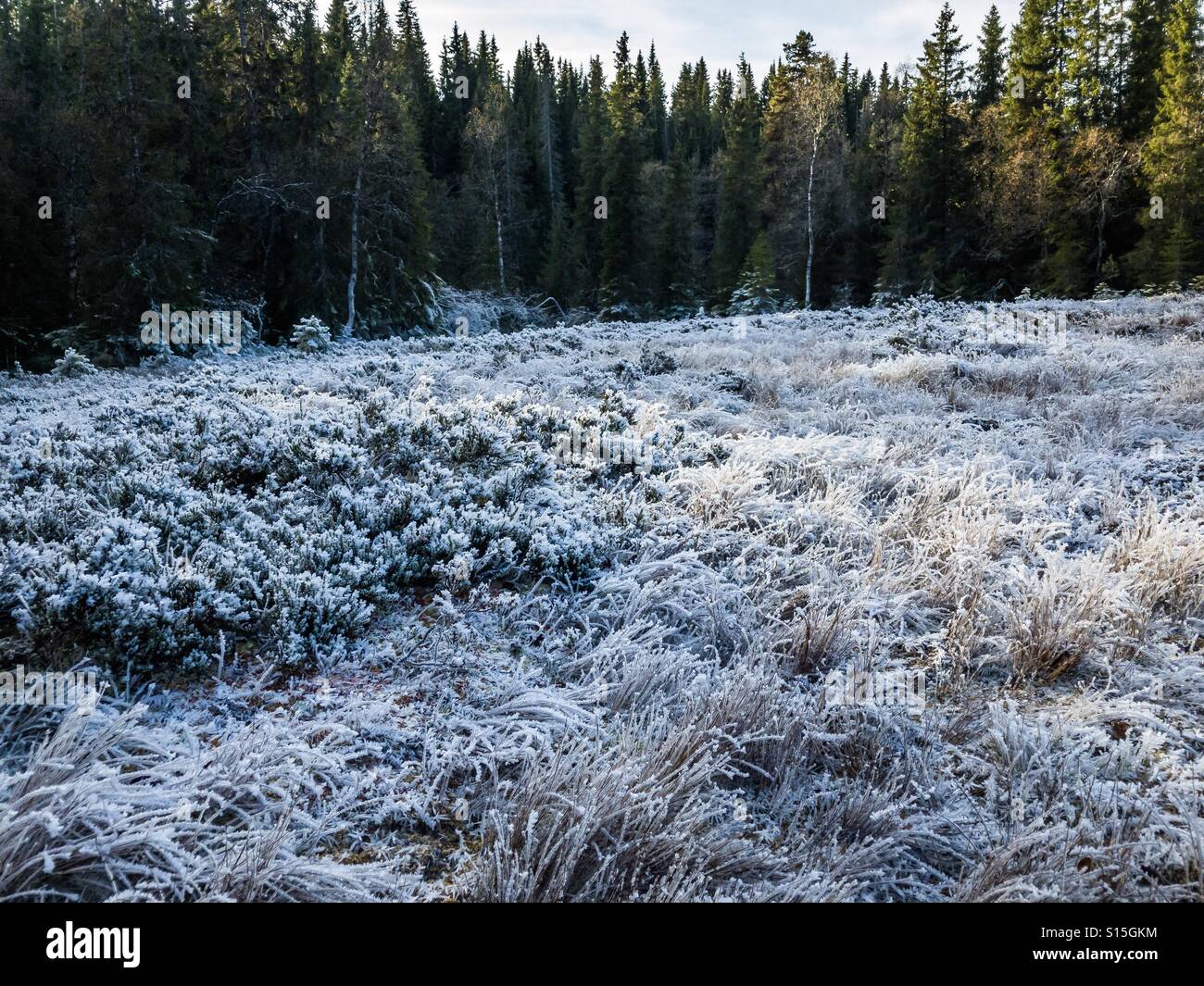 Picea Abies Woods High Resolution Stock Photography and Images - Alamy