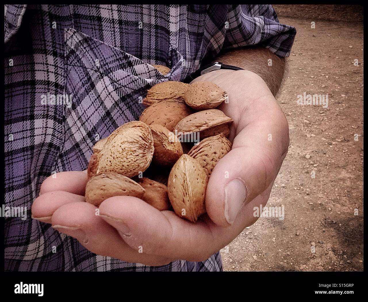 A handful of almonds, Catalonia, Spain Stock Photo - Alamy