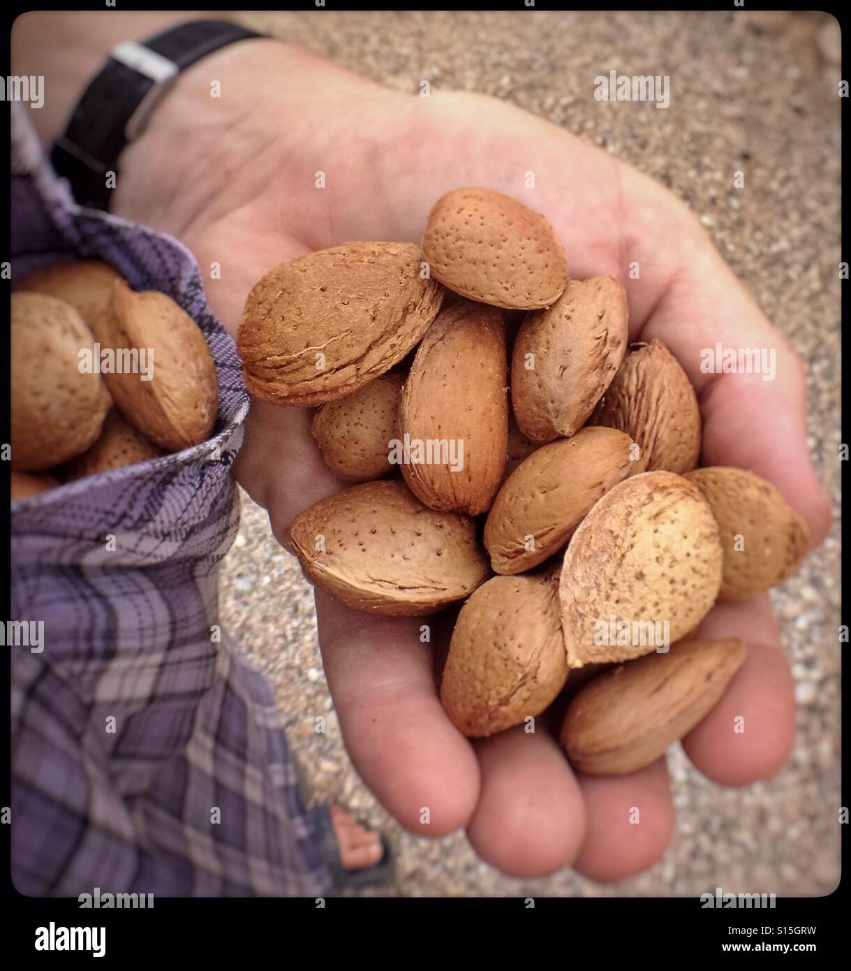 A handful of almonds, Catalonia, Spain Stock Photo - Alamy