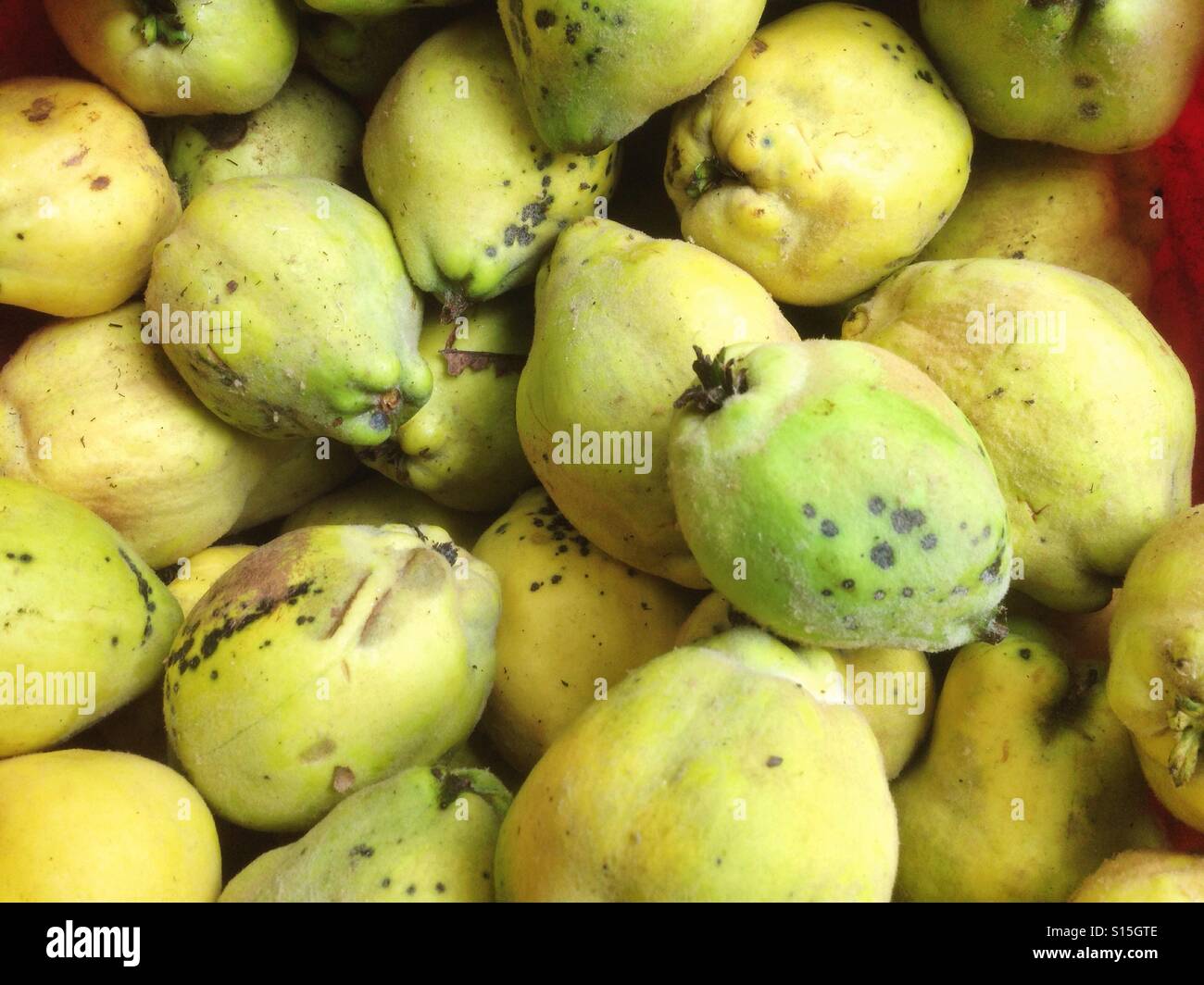 Quinces hi-res stock photography and images - Alamy