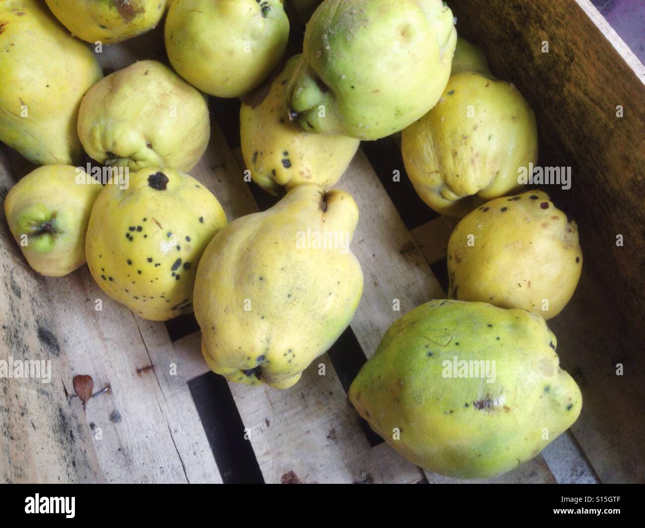 Quinces hi-res stock photography and images - Alamy