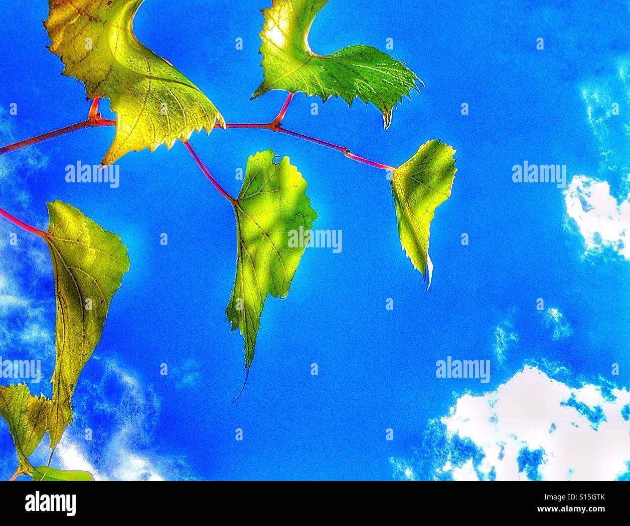 Vine leaves color hi-res stock photography and images - Alamy