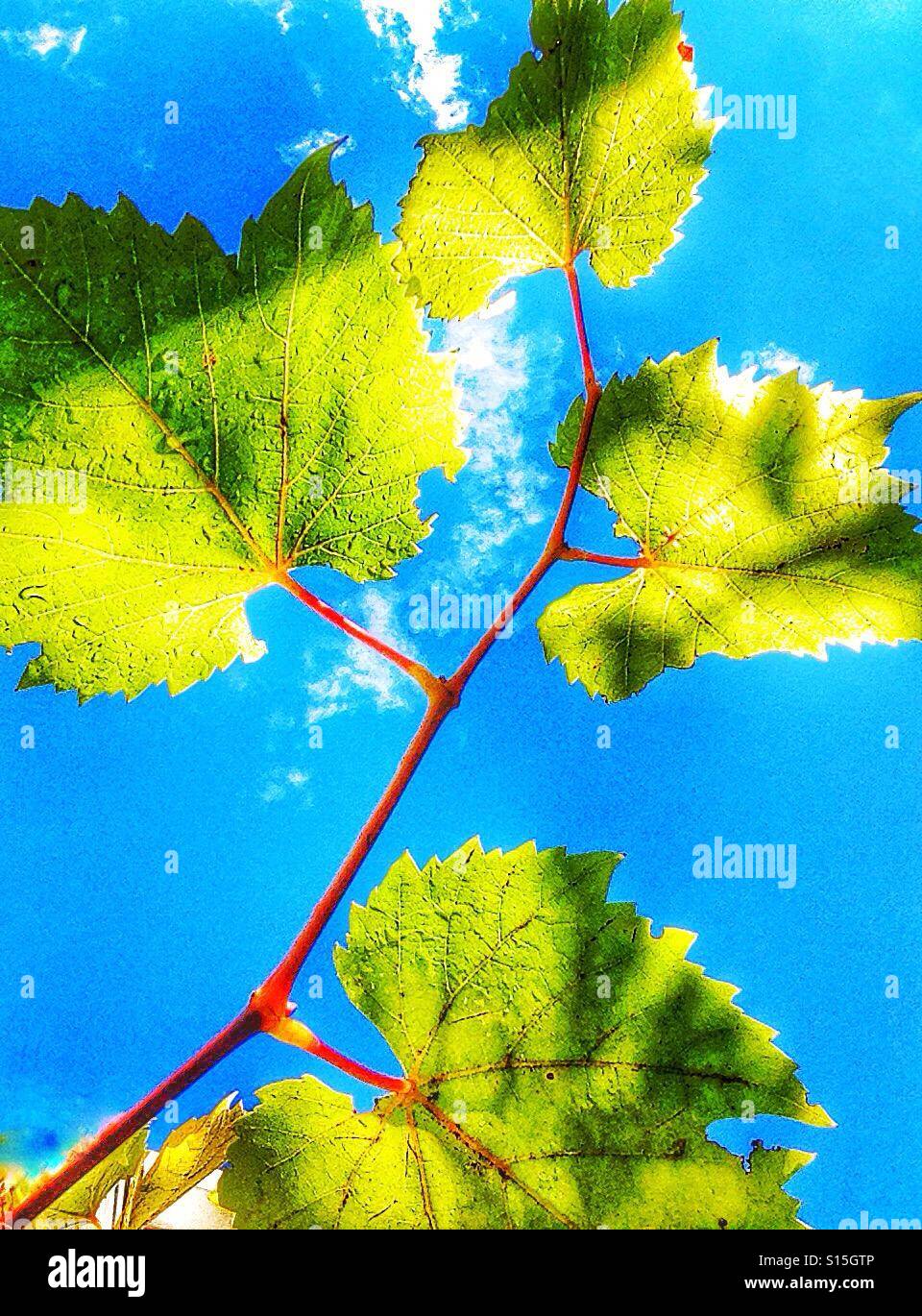 Vine leaf color hi-res stock photography and images - Alamy