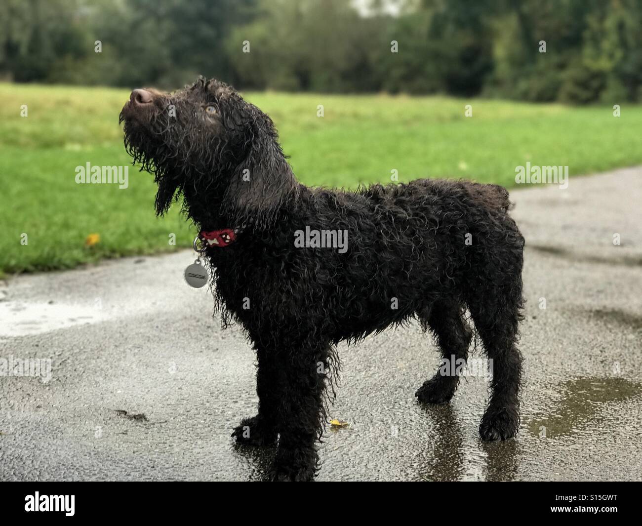 Cute dog in the rain hi-res stock photography and images - Alamy