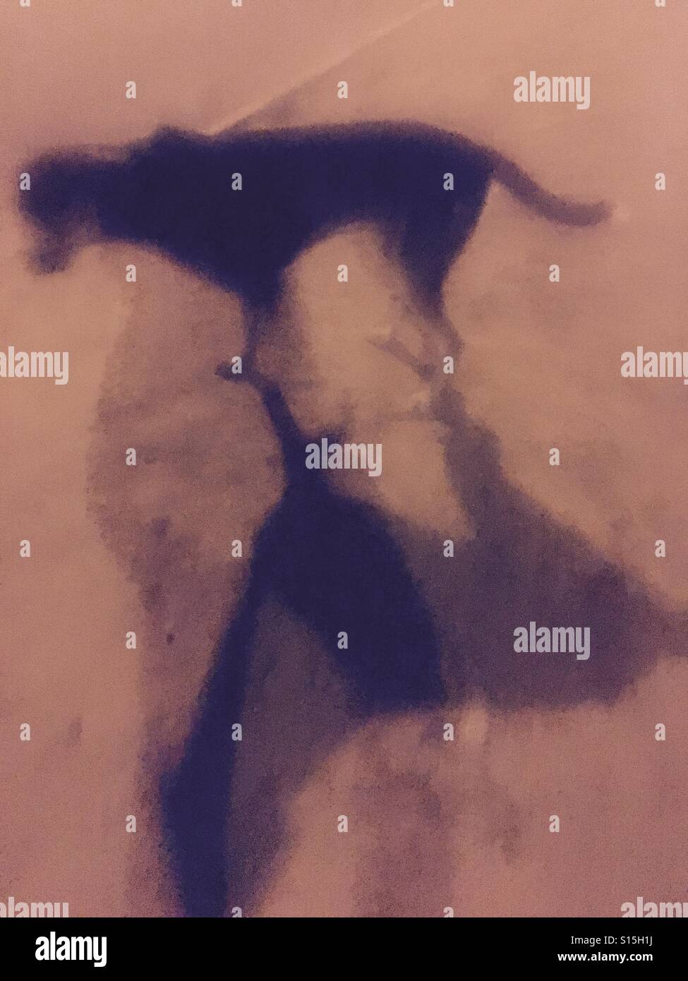 Dog shadow hi-res stock photography and images - Alamy