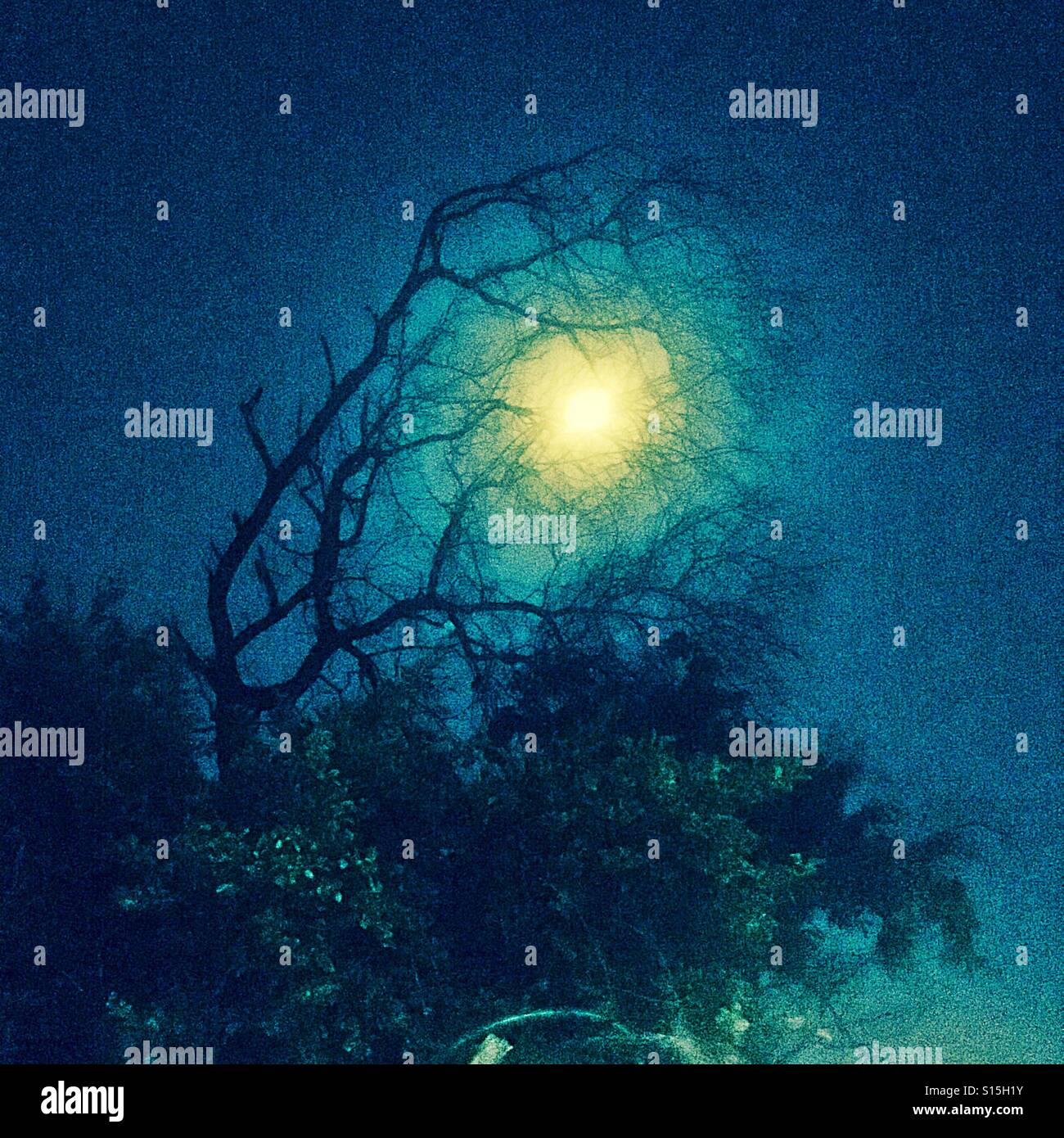 Through the branches hi-res stock photography and images - Alamy
