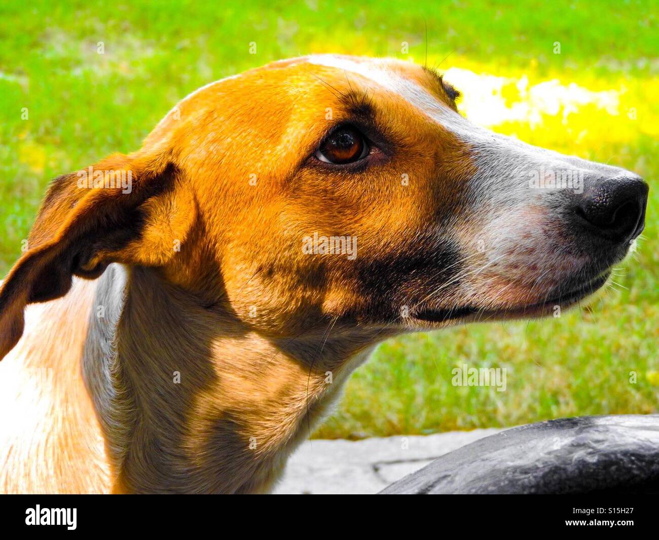Much loved pets hi-res stock photography and images - Alamy