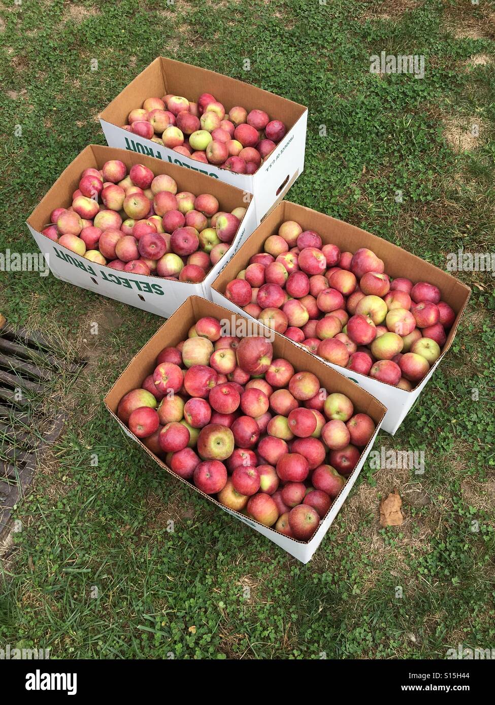 4 boxes of apples Stock Photo - Alamy