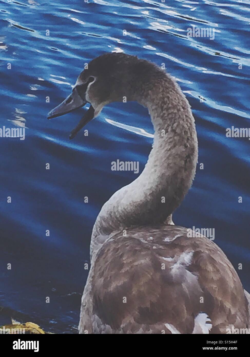 Hissing Birds High Resolution Stock Photography and Images - Alamy