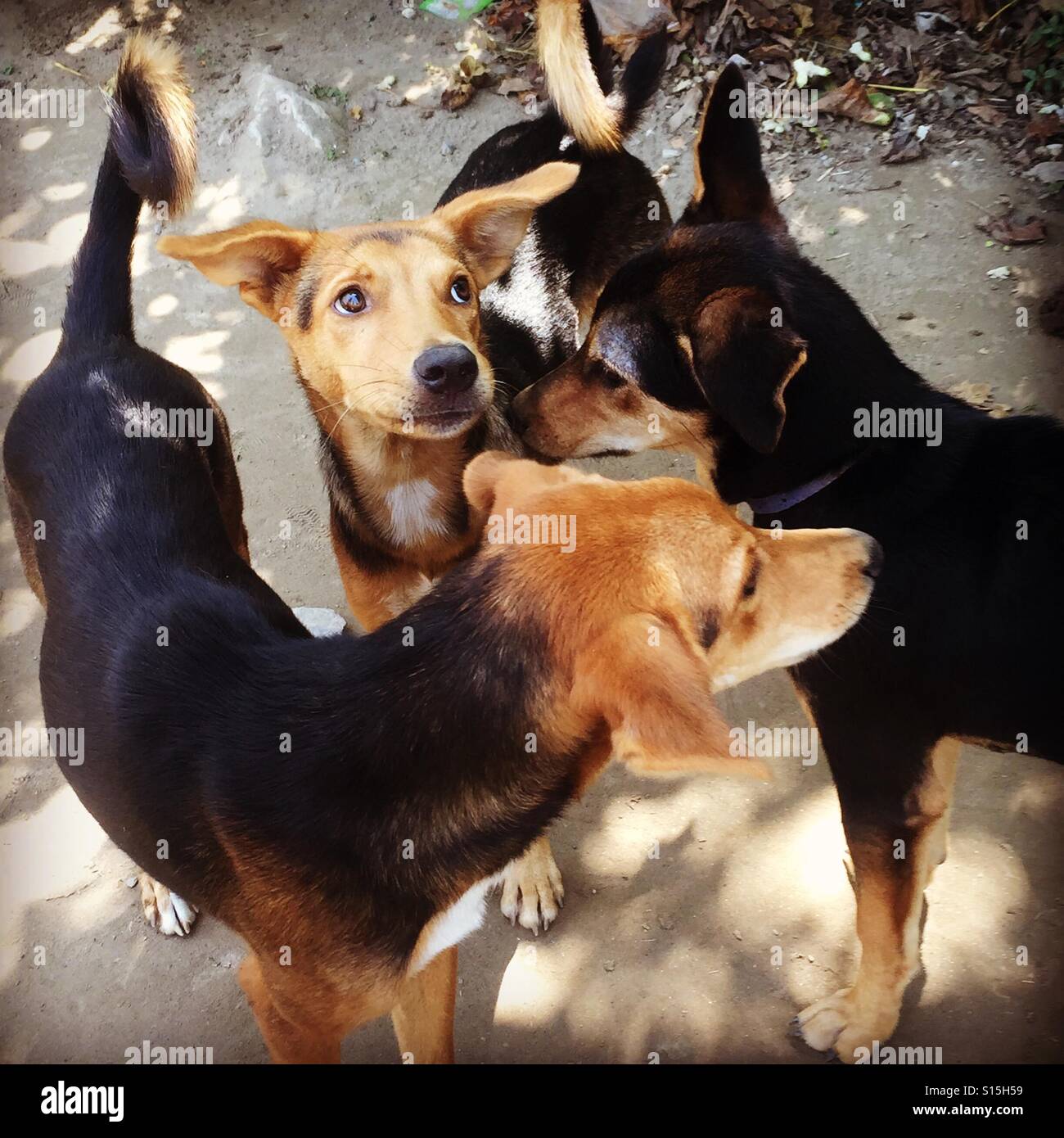 India Street Dogs High Resolution Stock Photography and Images - Alamy