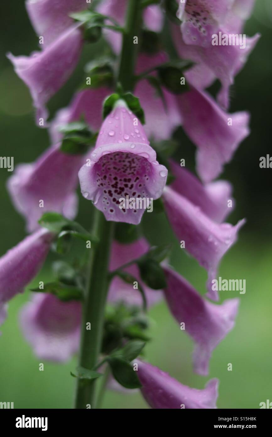 Purple bells hi-res stock photography and images - Alamy