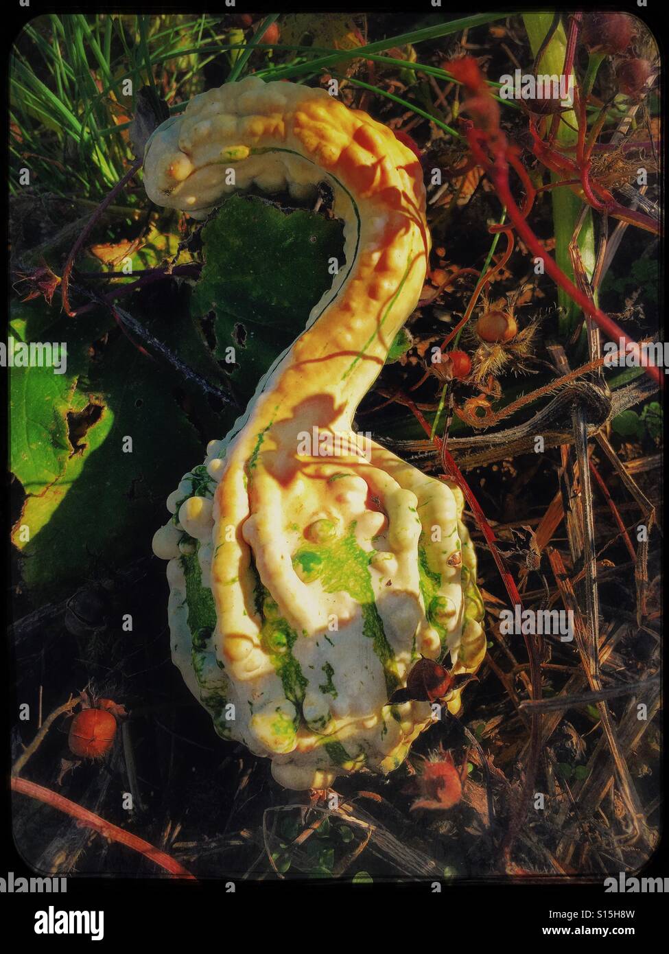Curved gourd in field Stock Photo - Alamy