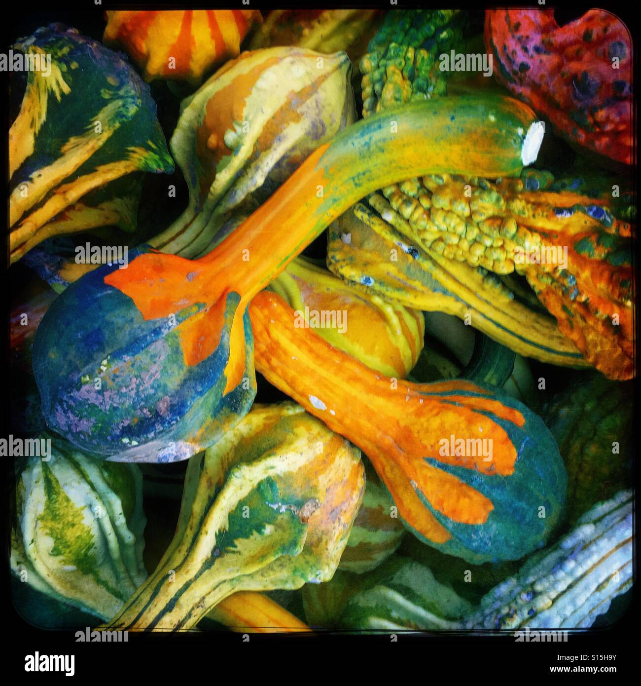 Colorful gourds hi-res stock photography and images - Alamy