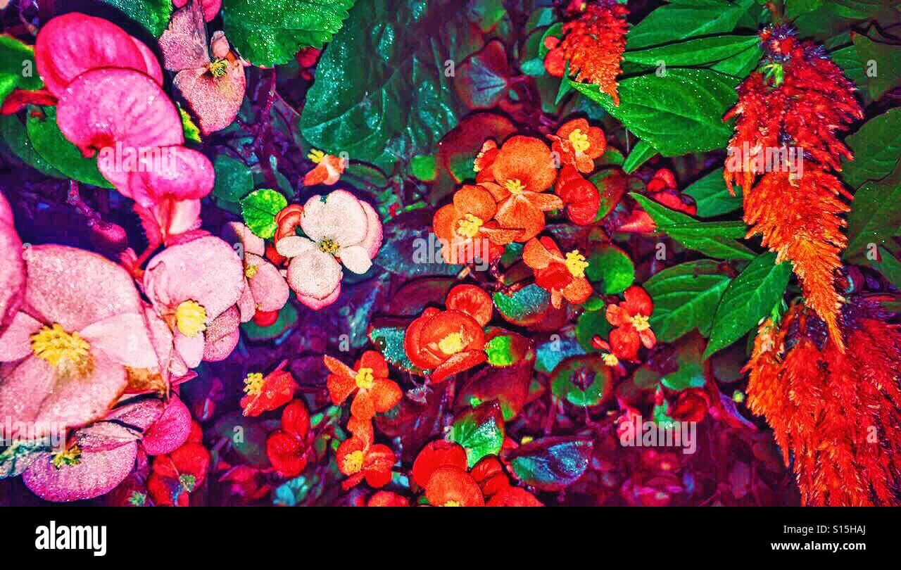 Pittsburgh flowers hi-res stock photography and images - Alamy