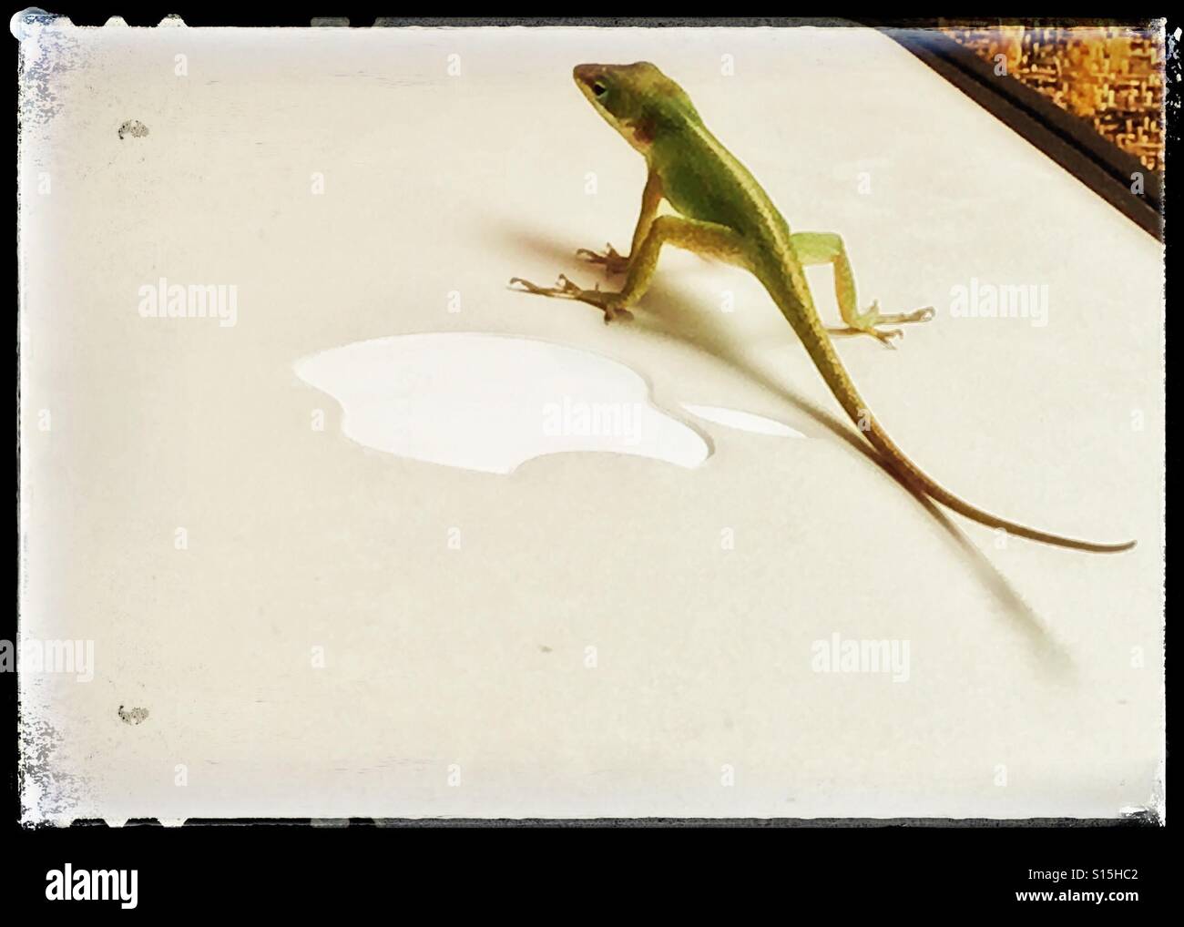 Green lizard on an Apple laptop Stock Photo - Alamy