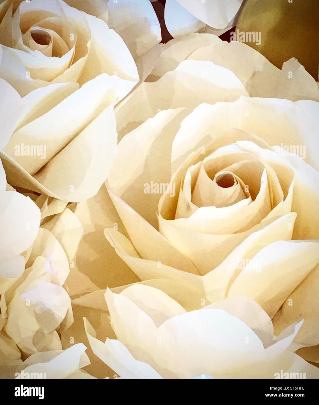 Big white roses Stock Photo - Alamy