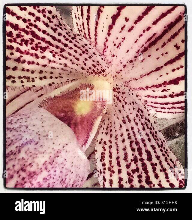 Heart of orchid at thai flower show in Siam Paragon Stock Photo - Alamy