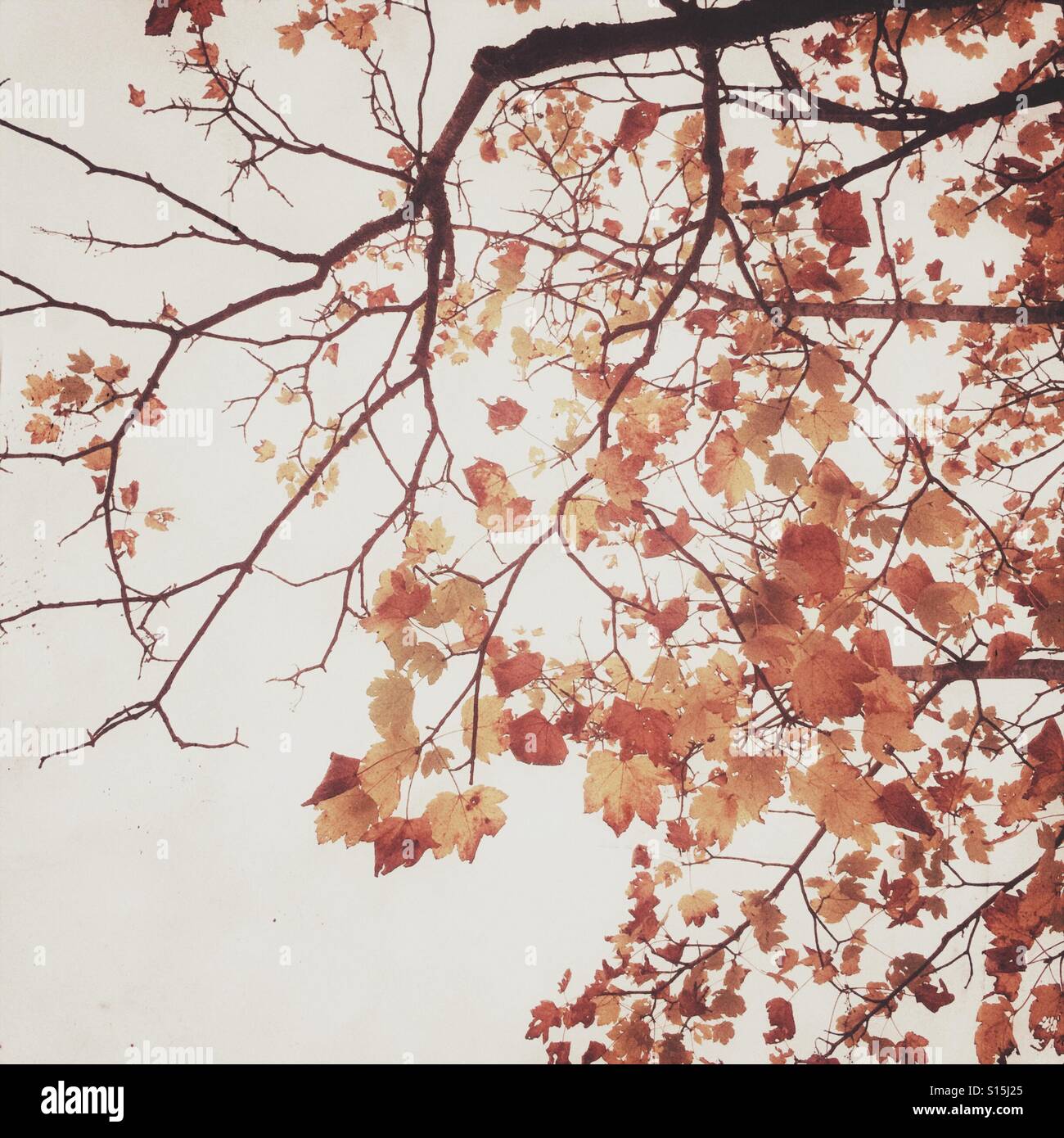 Maple tree fall colors Stock Photo - Alamy