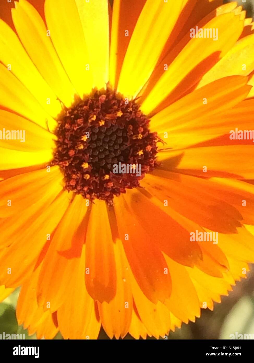 Bold flower hi-res stock photography and images - Alamy