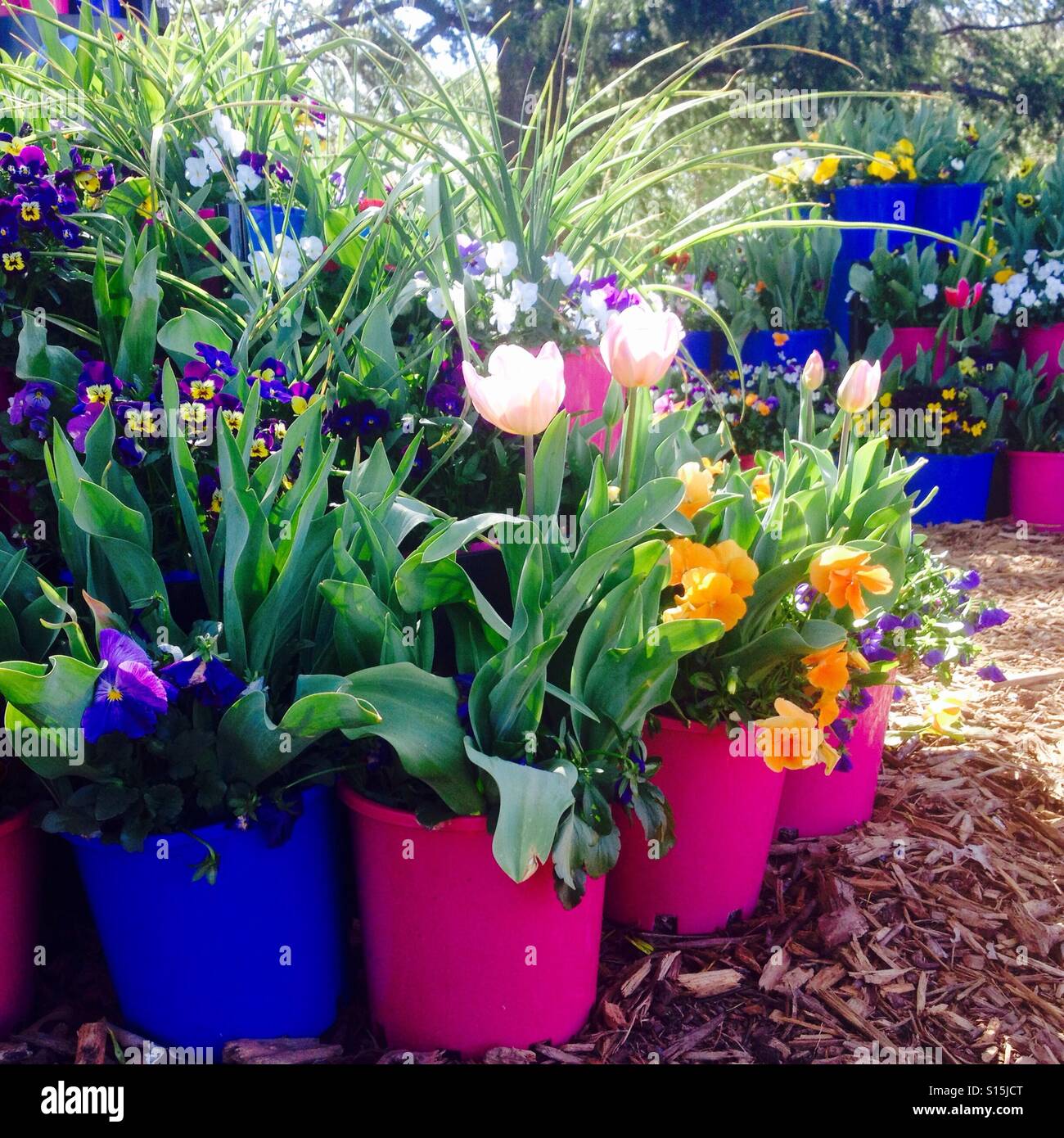 Canberra floriade hi-res stock photography and images - Alamy