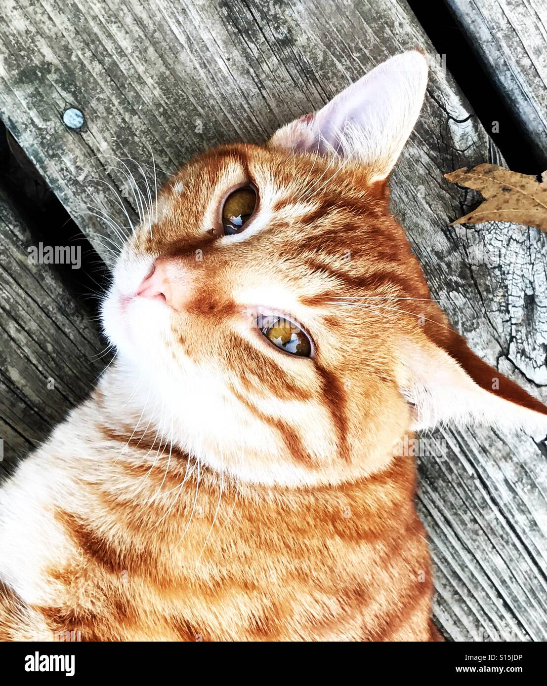 Orange tabby tomcat hi-res stock photography and images - Alamy