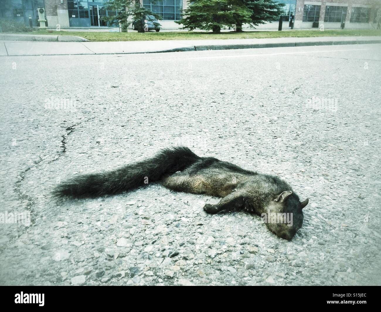Dead squirrel hi-res stock photography and images - Alamy