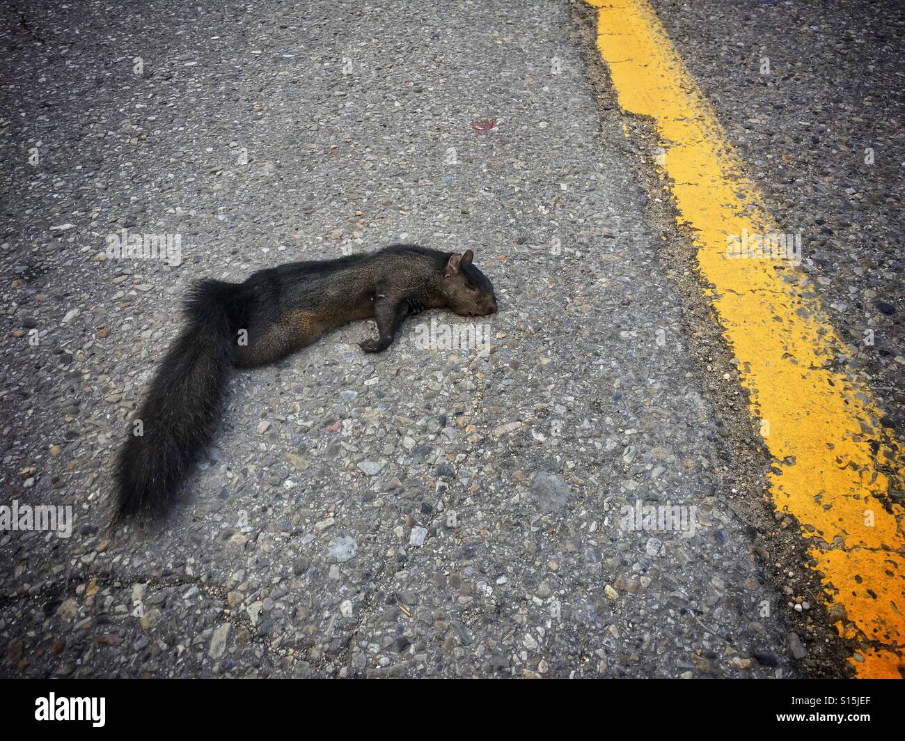 Dead animal squirrel roadkill hi-res stock photography and images - Alamy