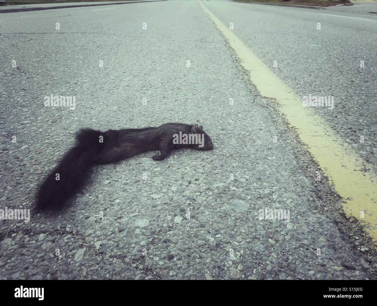 Dead animal squirrel roadkill hi-res stock photography and images - Alamy