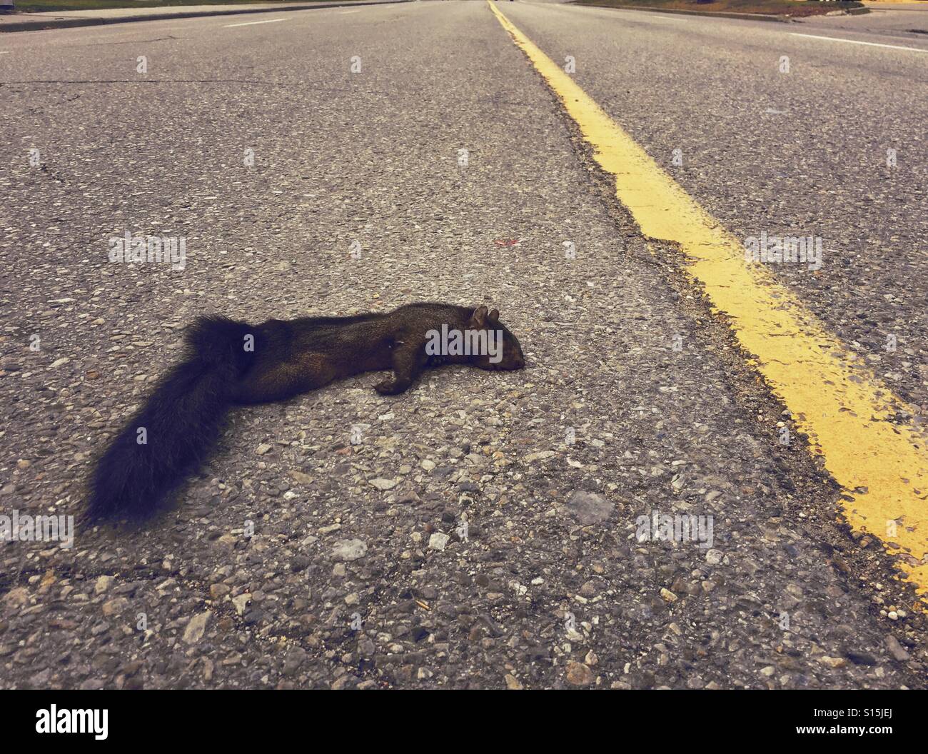 Dead animal squirrel roadkill hi-res stock photography and images - Alamy