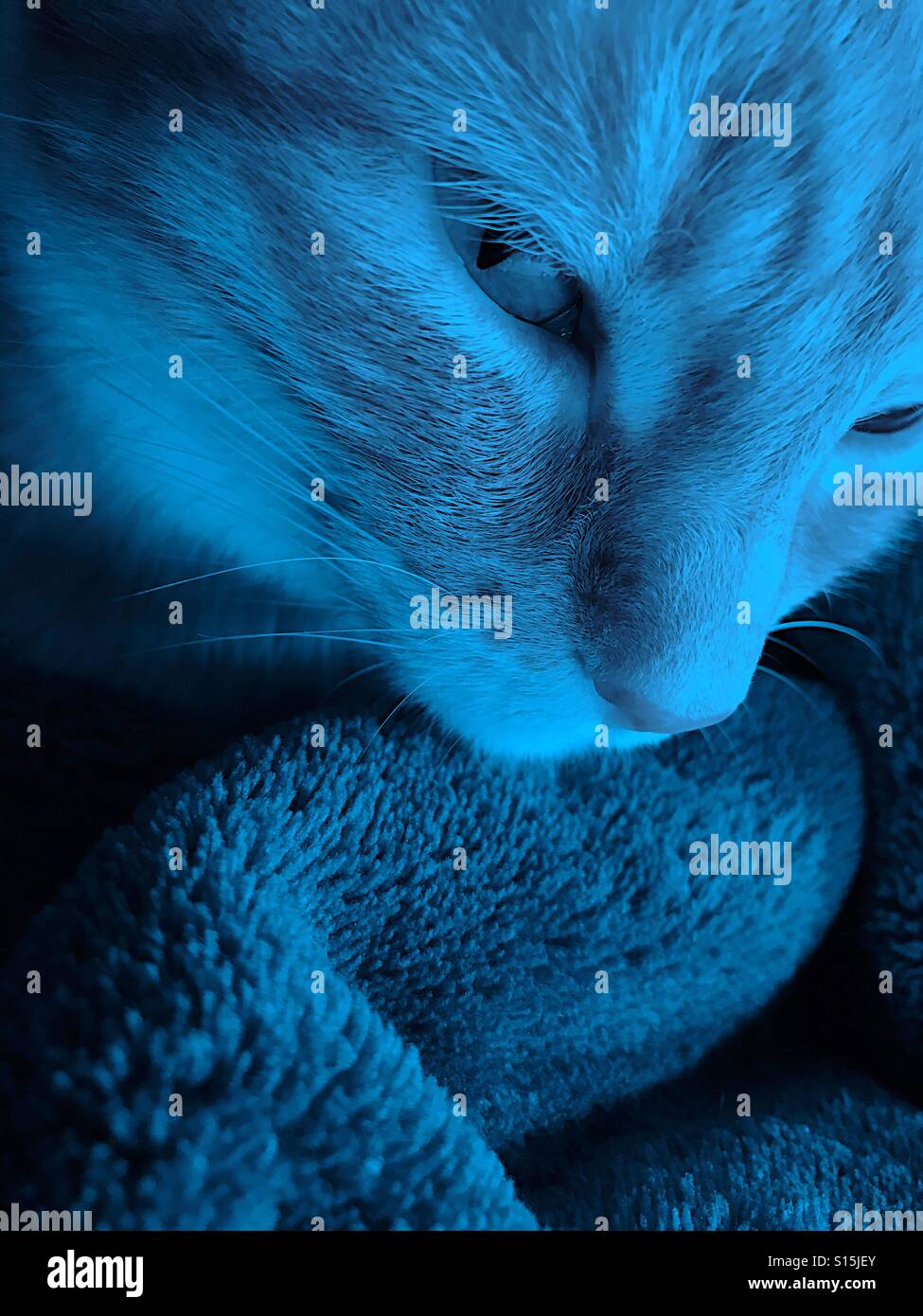 Cat in blue Stock Photo - Alamy