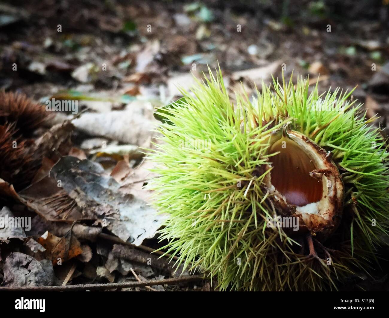 Chestnut Shell Stock Photos & Chestnut Shell Stock Images - Alamy